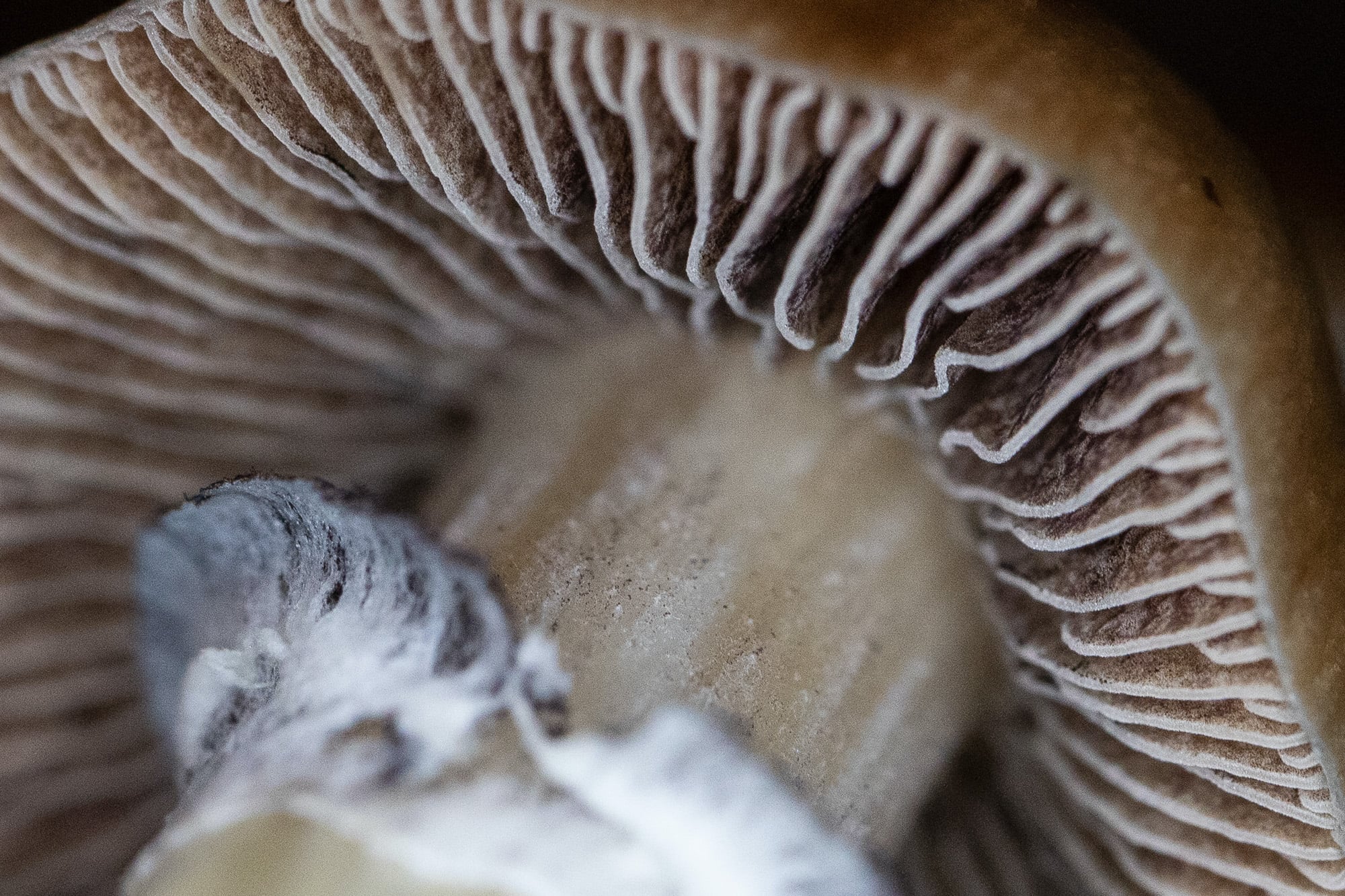 Controlling texture of filamentous fungi | Research | GFI
