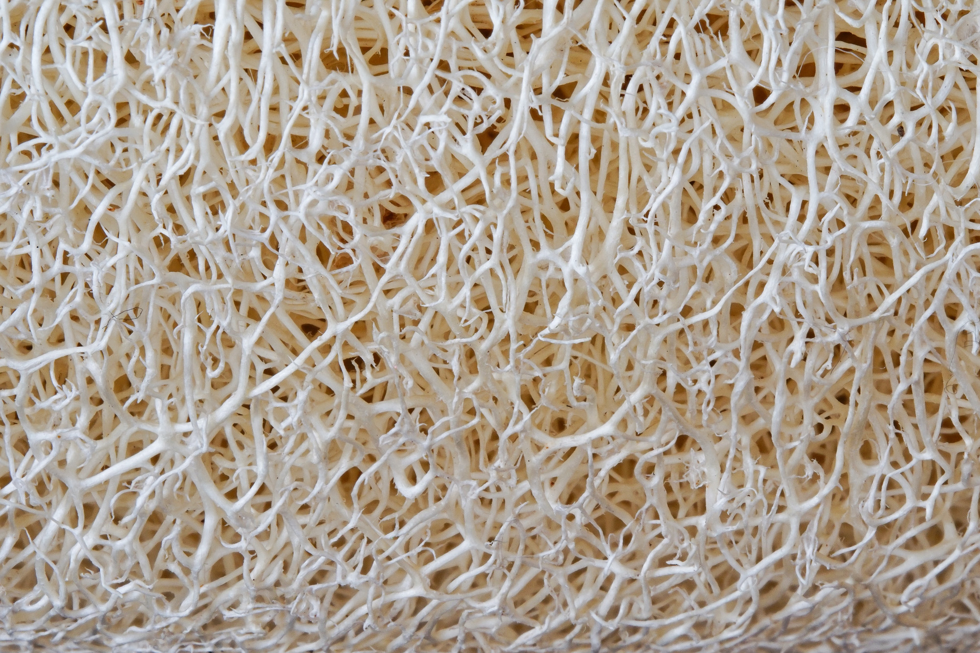 Connective tissue from plant fibers | Research | GFI