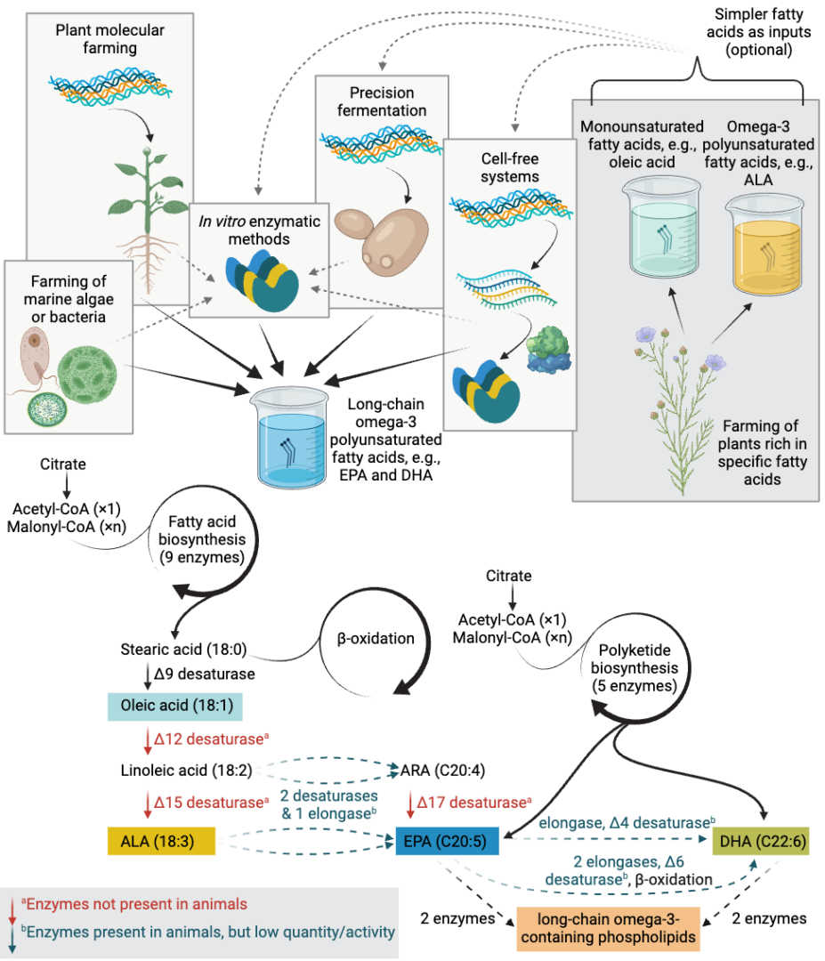 Novel methods for long-chain omega-3 fatty acid production - The Good ...