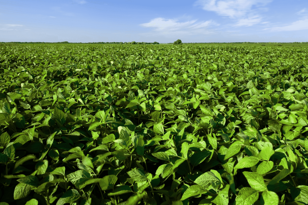 The Science of Alt Protein: Sustainable UK protein crop production ...