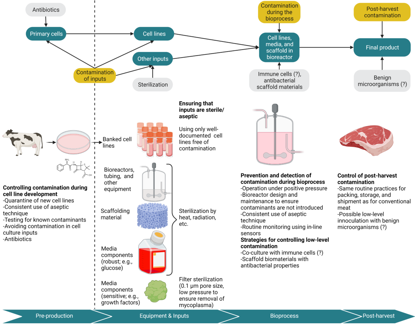 Cultivating a future where antibiotics still work - The Good Food Institute