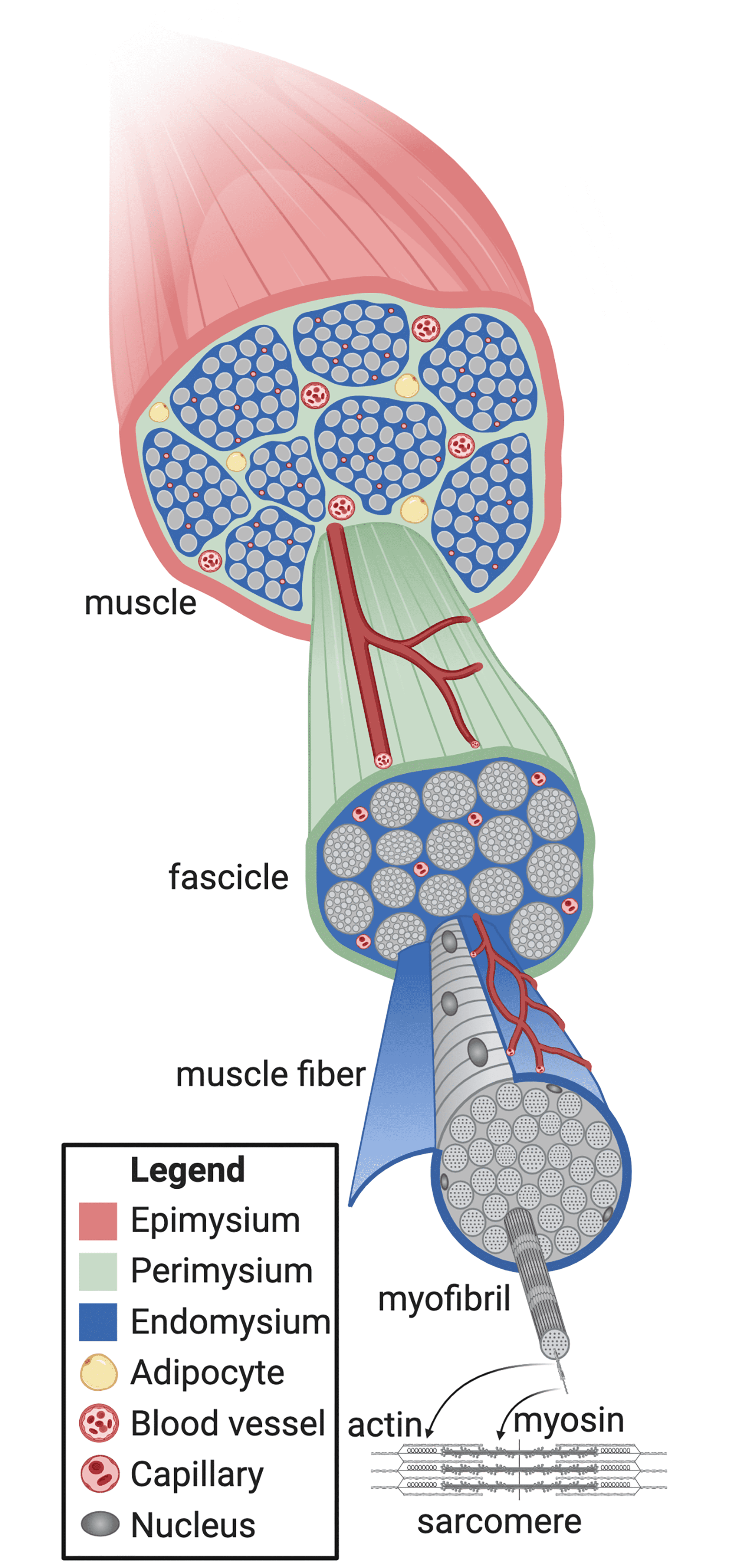 Cultivated meat end products | Deep dive | GFI