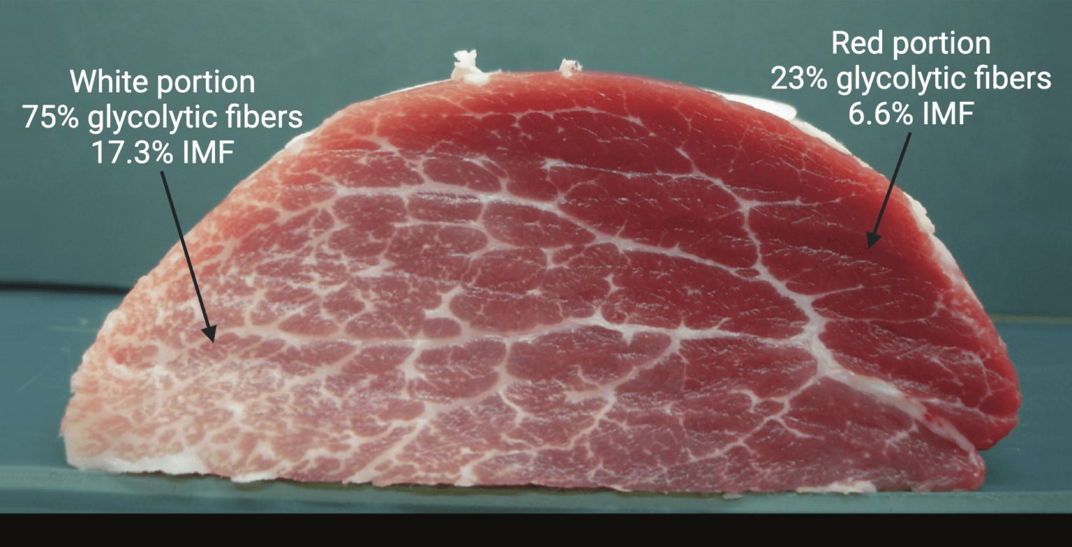 Cultivated meat end products | Deep dive | GFI
