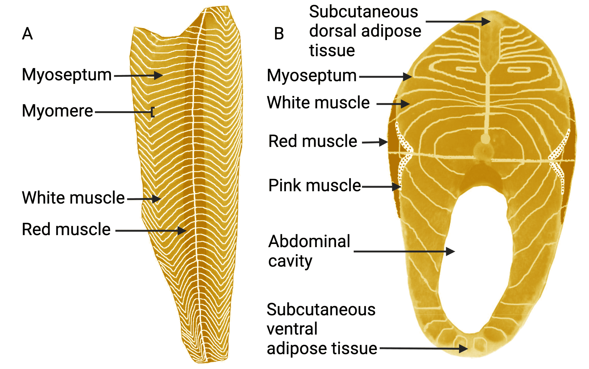 Cultivated meat end products | Deep dive | GFI