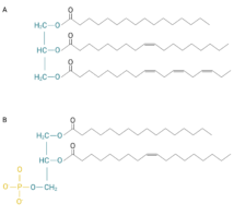 Cultivated meat end products | Deep dive | GFI