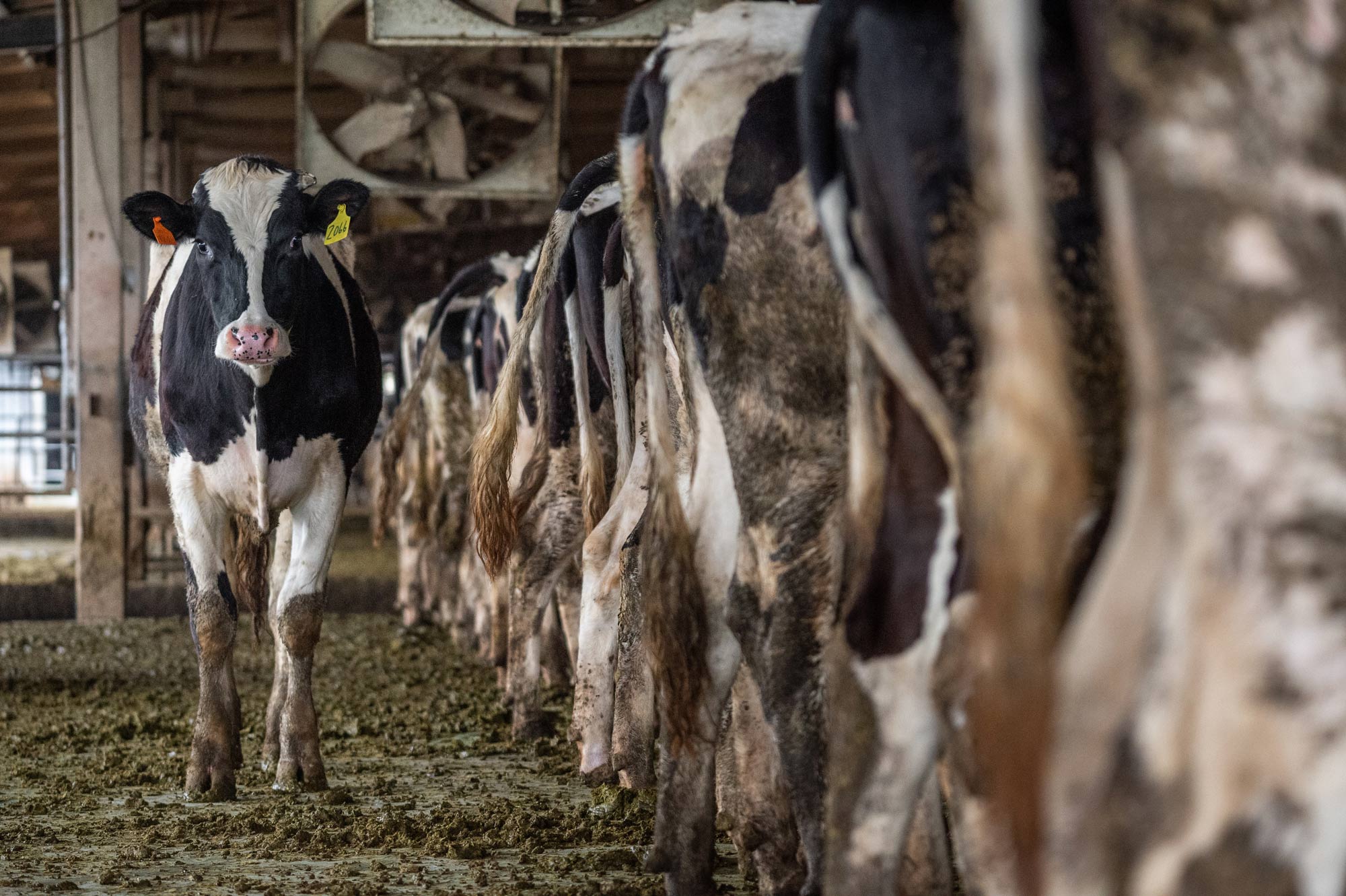 Environmental benefits of alternative proteins - The Good Food Institute