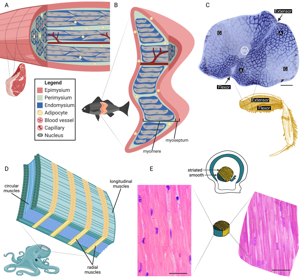 Cultivated meat end products | Deep dive | GFI