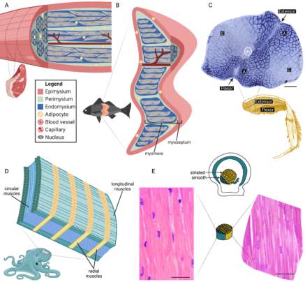 Cultivated meat end products | Deep dive | GFI