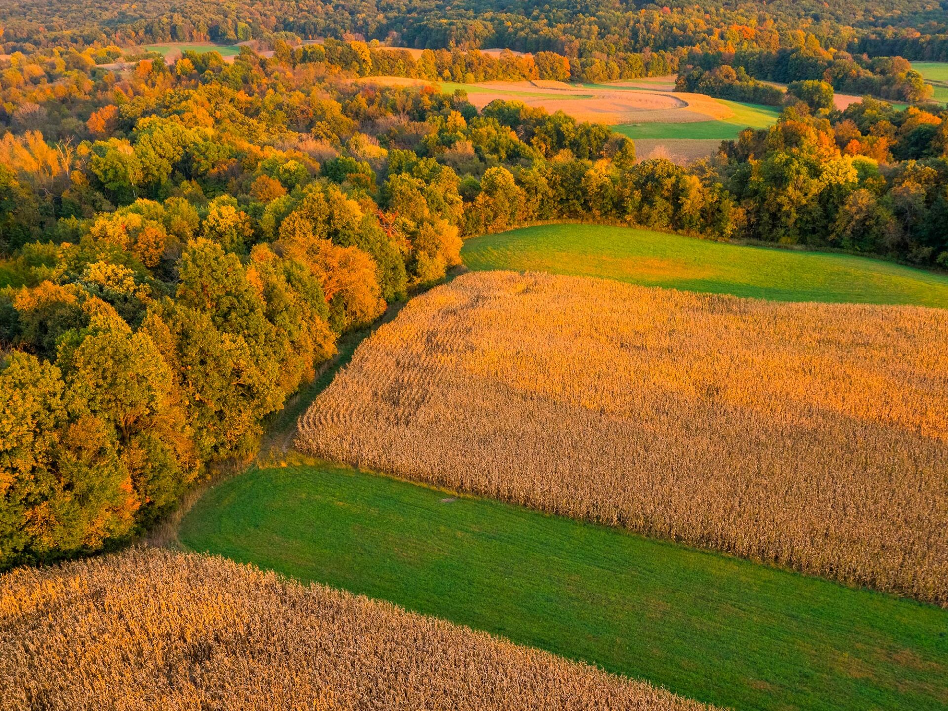 Kremer Innovation Commission's Case for Alternative Proteins - The Good Food Institute