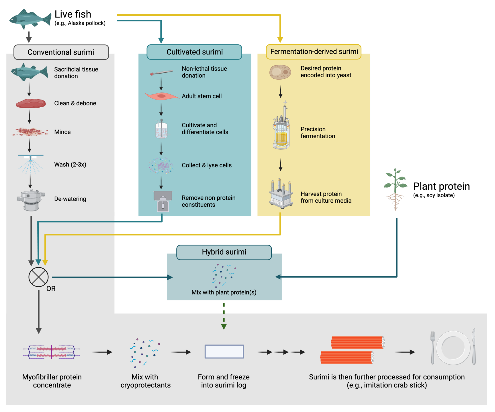 Cultivated, fermentation-derived, or hybrid surimi - The Good Food ...