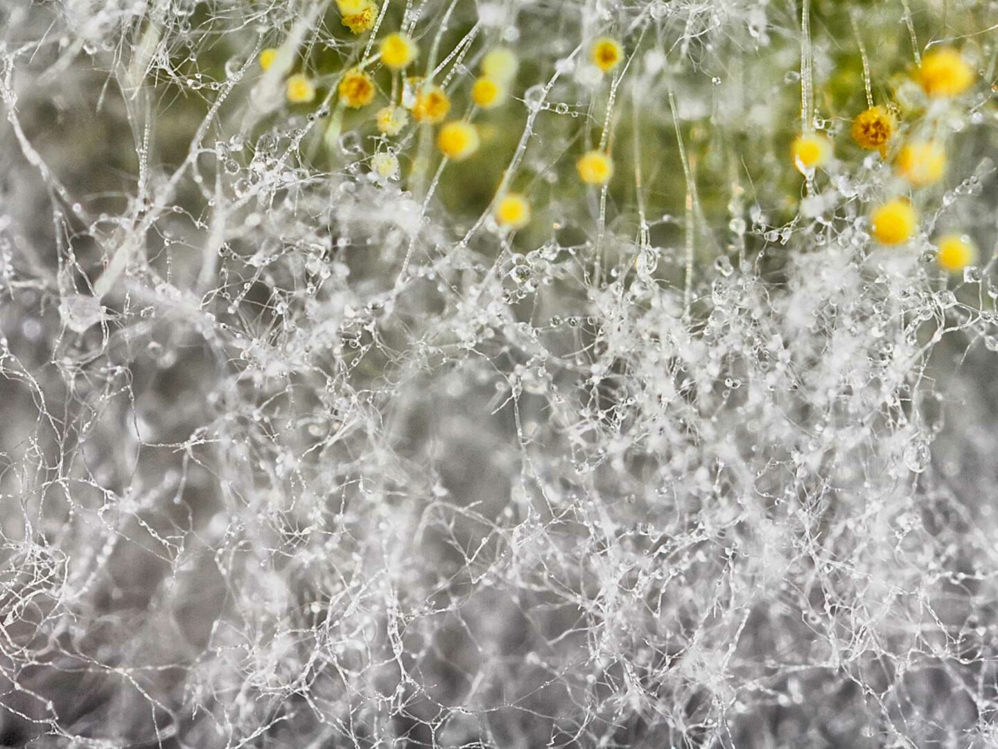 The Science of Alt Protein: From lab to table — harnessing filamentous ...