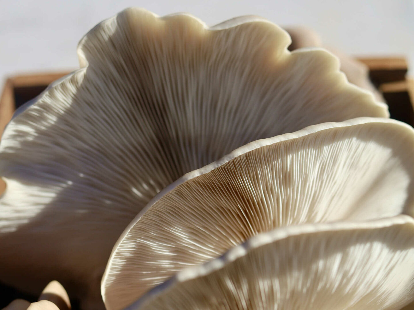 Alternative proteins for farmers and agriculture - The Good Food Institute