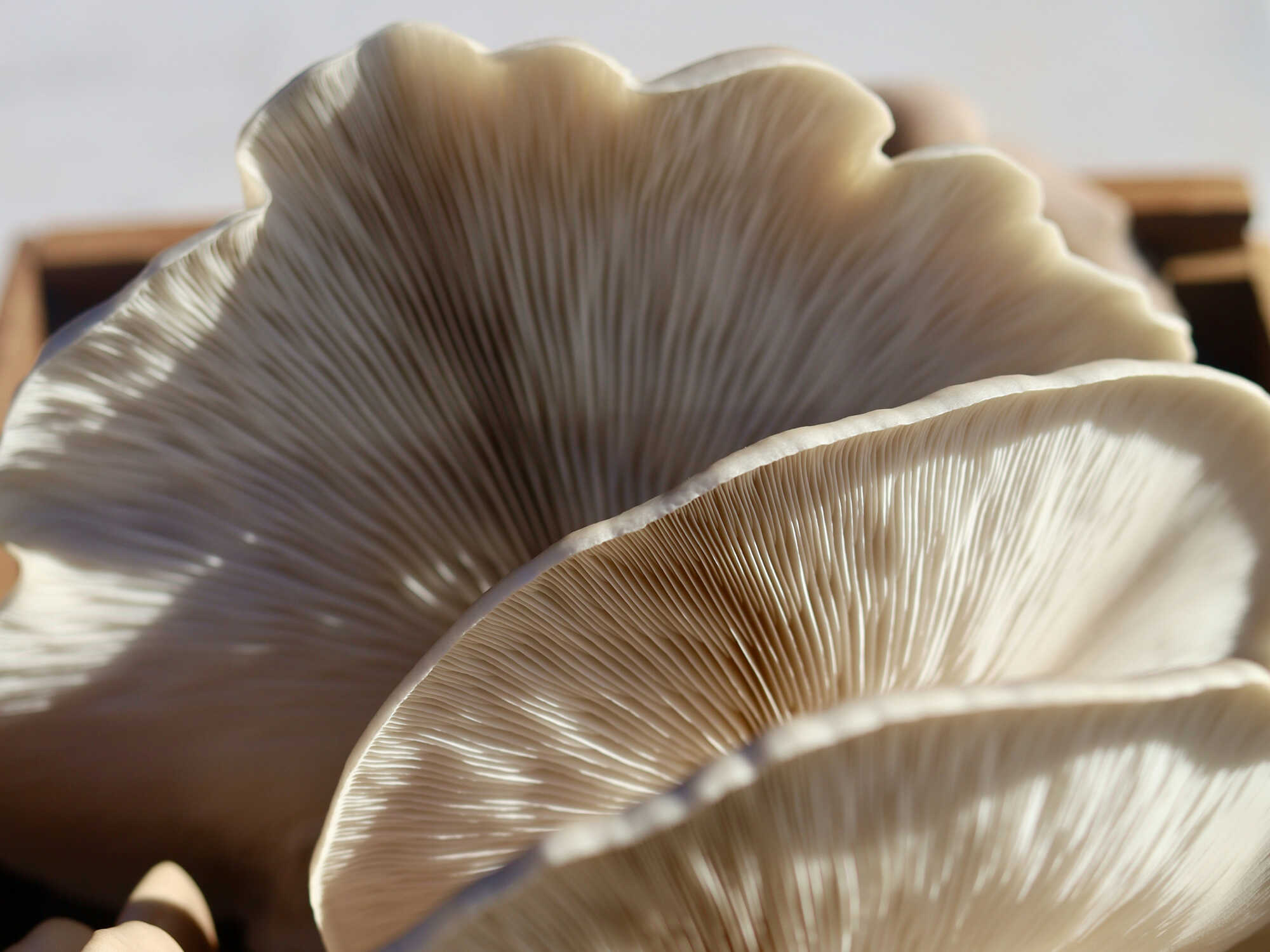 Alternative proteins for farmers and agriculture - The Good Food Institute