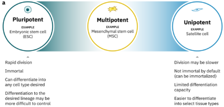 Deep dive: Cultivated meat cell lines | GFI
