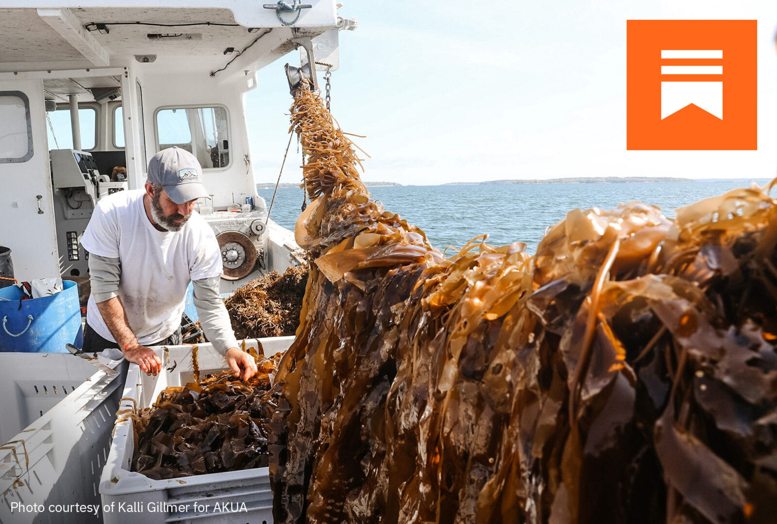 Sustainable Seafood Initiative | Alternative proteins | GFI