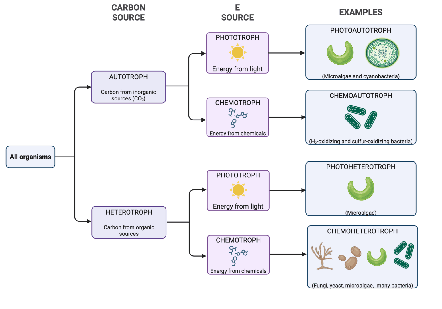 Deep dive: Fermentation metabolism and feedstocks - The Good Food Institute