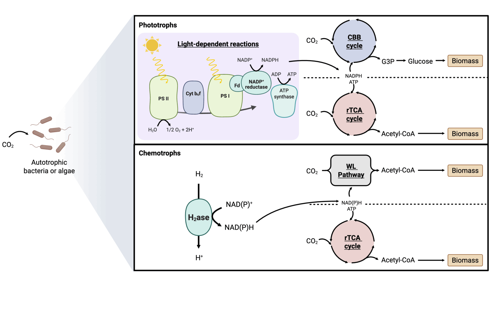 Deep dive: Fermentation metabolism and feedstocks - The Good Food Institute